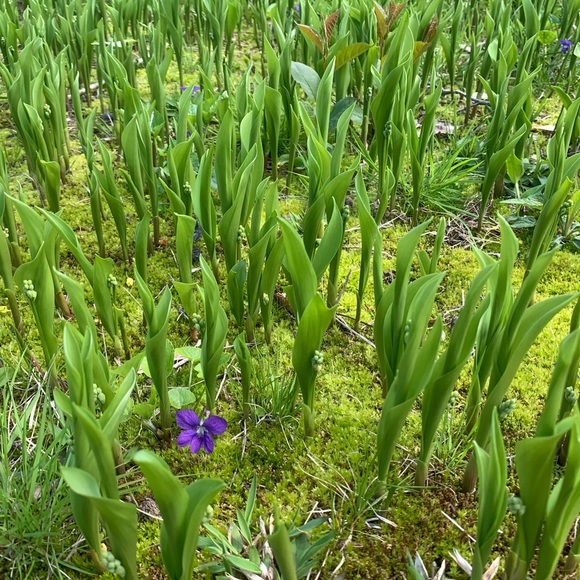 Spell | Other | Meet Your Posher | Poshmark